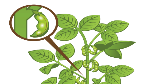 IdeaBin | Plant Growth and Nutrients